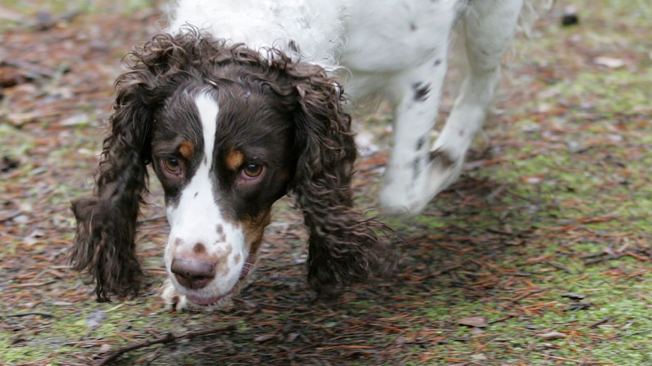 Hur lär jag hunden att inte äta bajs? - Jakt & Jägare