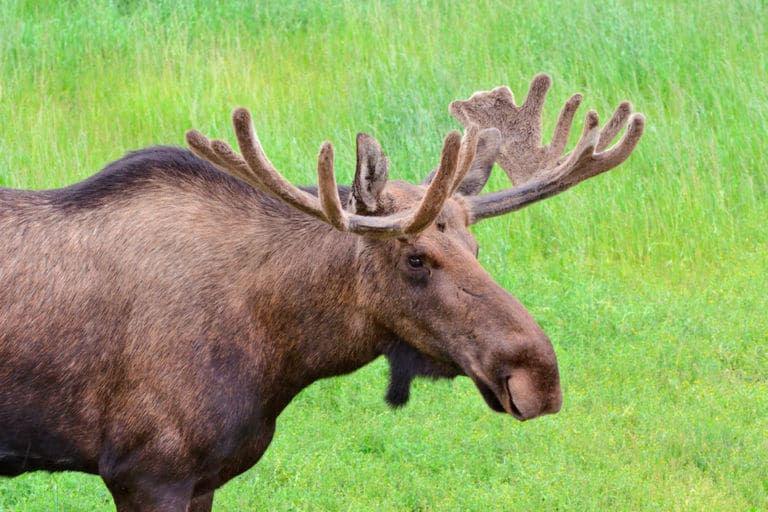 Hot mot älgar i norra Alaska - Jakt & Jägare