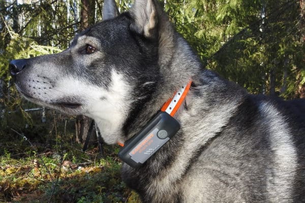 Ny hundpejl från Easyhunt - Jakt & Jägare