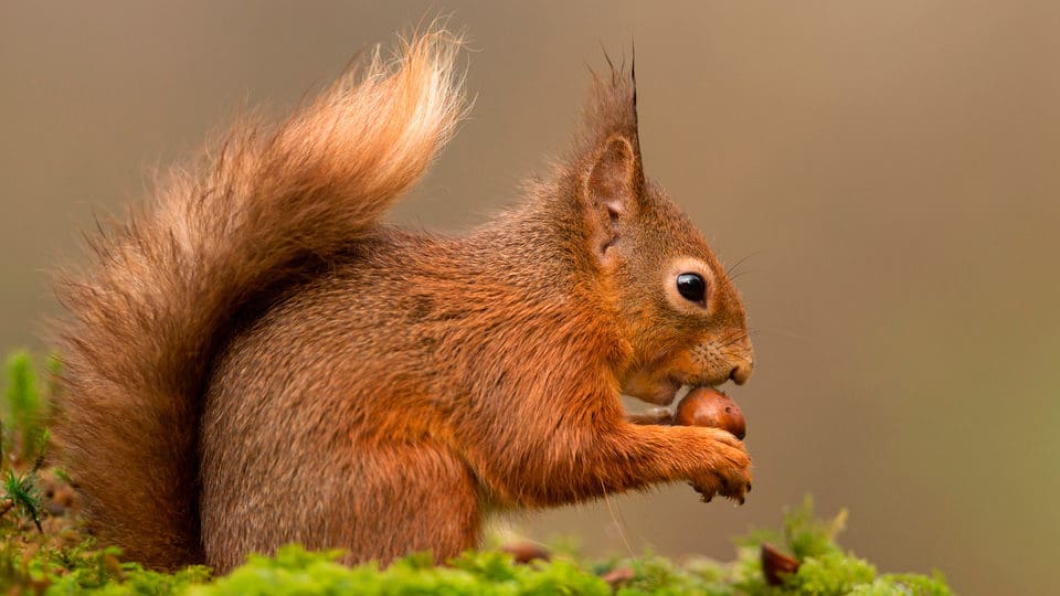 Brittiska ekorrar har spetälska - Jakt & Jägare