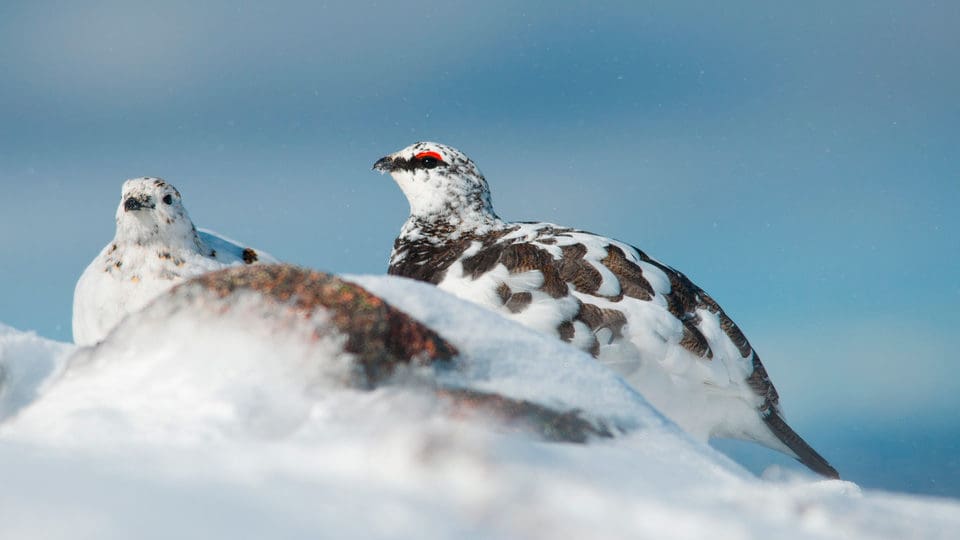 Fler kan få snara ripa - Jakt & Jägare
