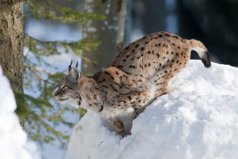 Bilder visar ökad lostam i Gävleborg - Jakt & Jägare