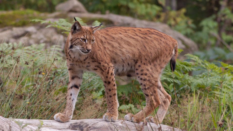 Lodjur som rev lamm får skjutas - Jakt & Jägare