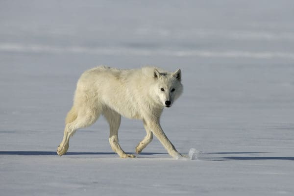 Vargjakt tillåts på Grönland - Jakt & Jägare