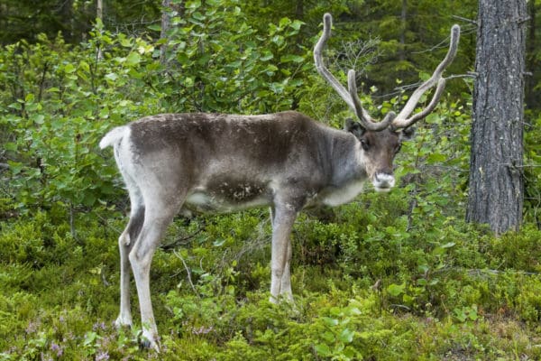 Ren tjuvskjuten med hagelskott - Jakt & Jägare