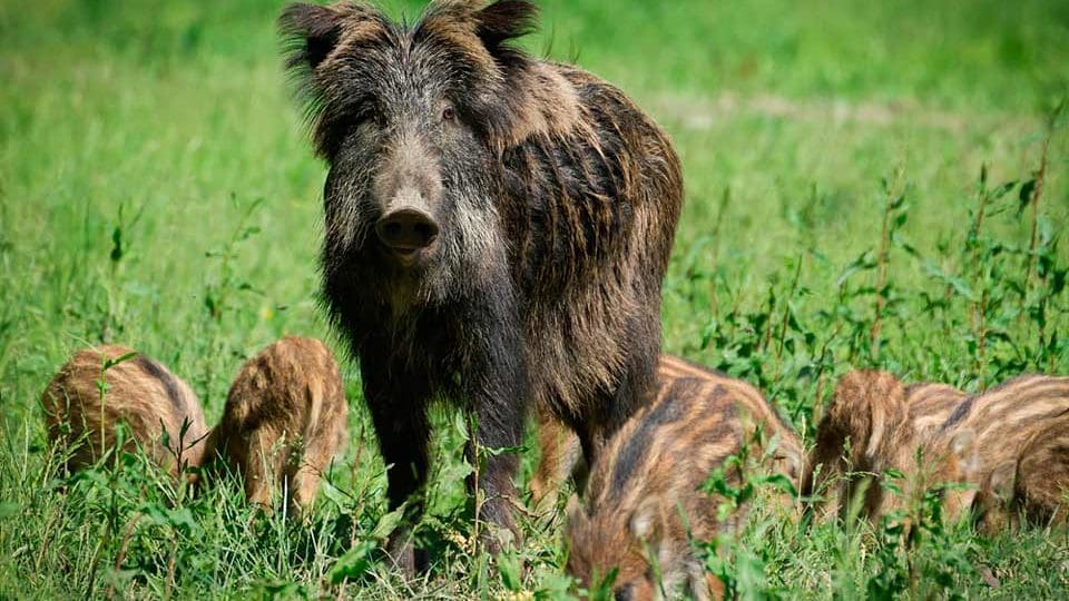 Fälld sugga med kulting utreds - Jakt & Jägare
