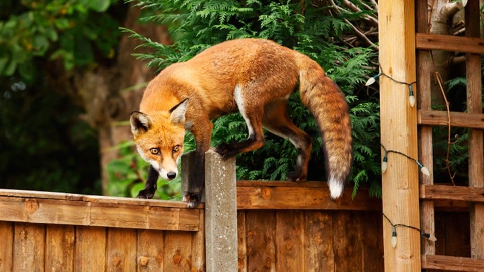 Skabbräv på altanen kostar 725 kronor i timmen att avliva - Jakt & Jägare