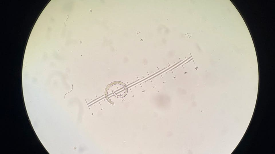 Trikiner i dalsländskt vildsvin - Jakt & Jägare