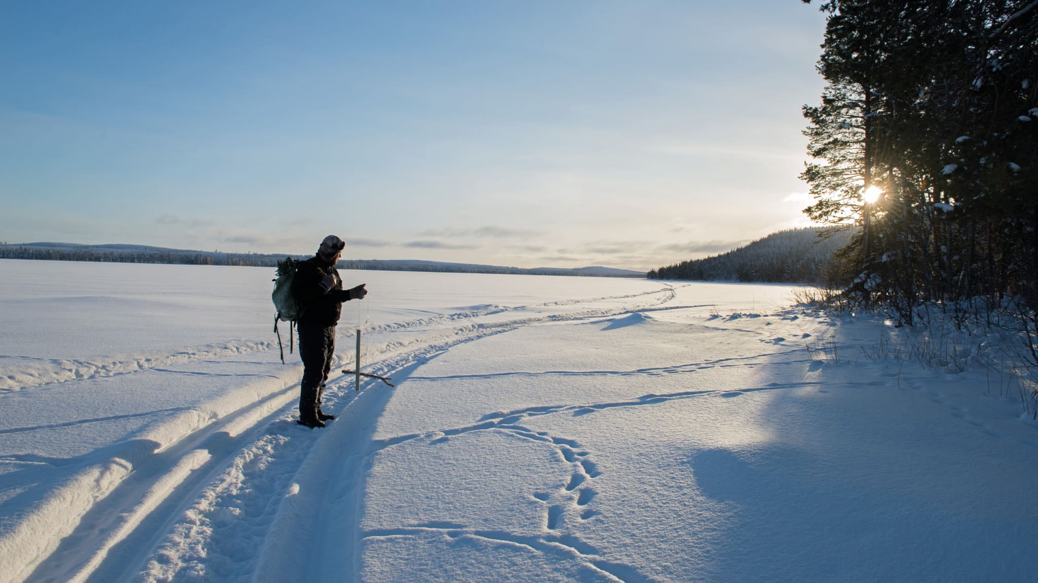 Så lyckas du med att snara räv - Jakt & Jägare