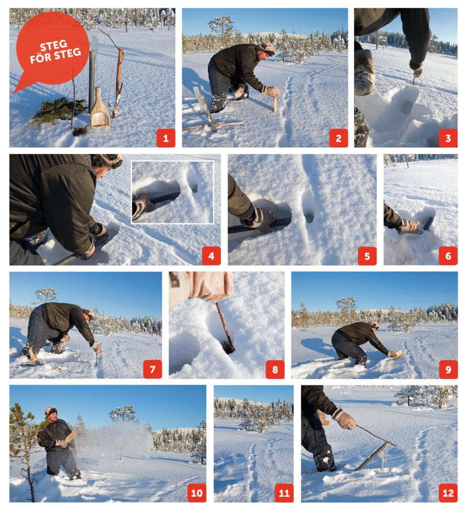 Så lyckas du med att snara räv - Jakt & Jägare