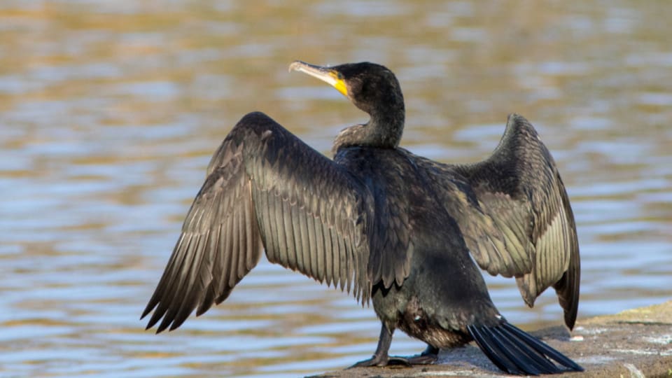Skyddsjakt på 800 skarvar i skärgården - Jakt & Jägare