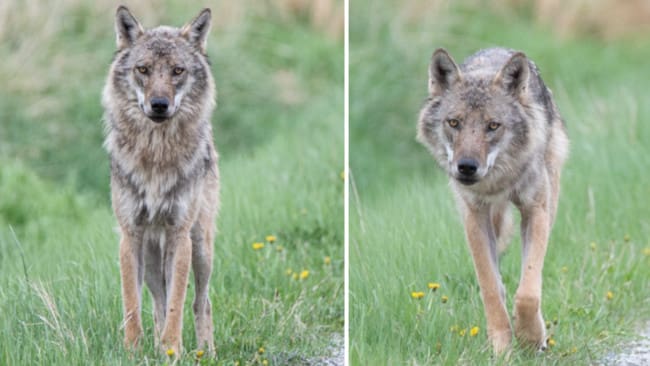 Jack fotade närgången varg utanför Södertälje - Jakt & Jägare