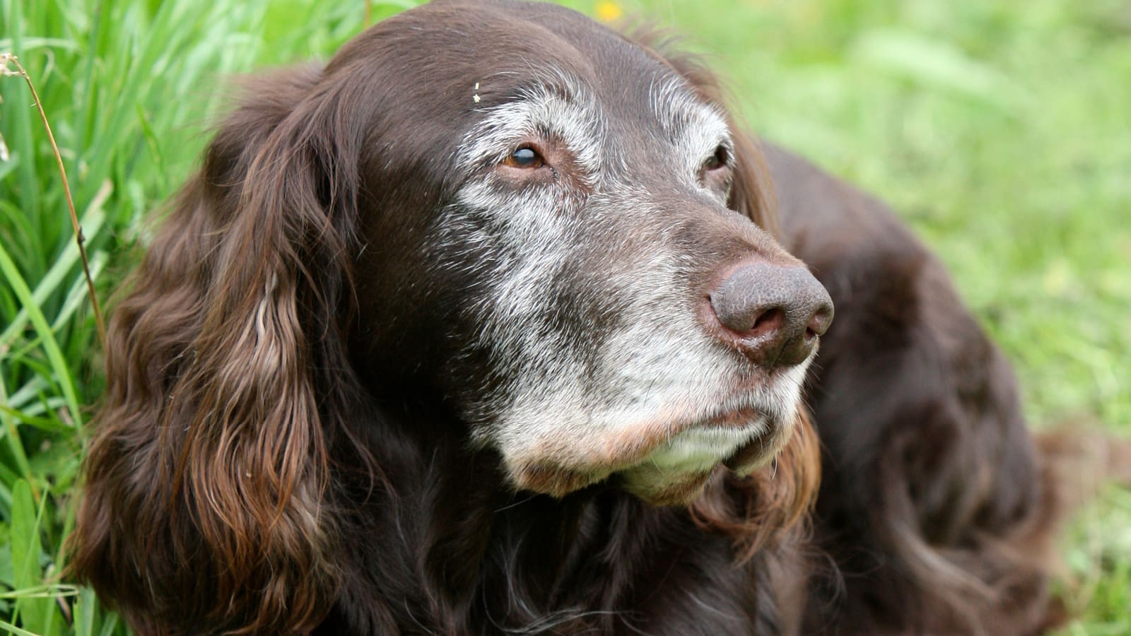 Sköt om den den gamla jakthunden - Jakt & Jägare