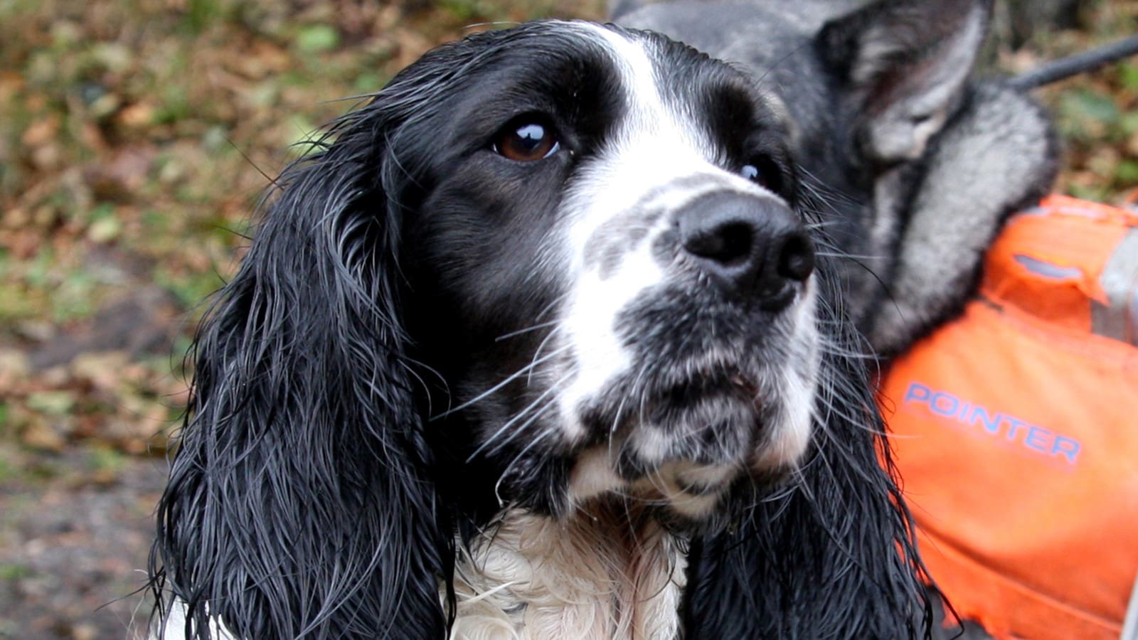 Vart har alla skalldrivande spanielar tagit vägen? - Jakt & Jägare