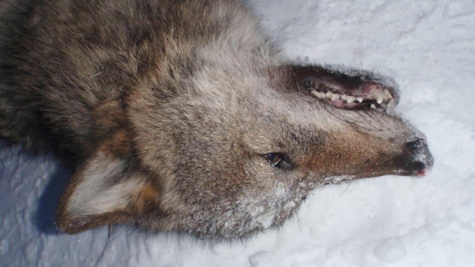 Vargjakten: Förvaltningsrätten avslår överklaganden - Jakt & Jägare