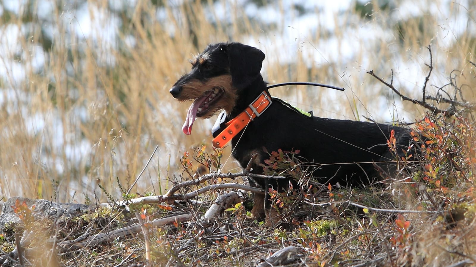 Fråga oss - Jakt & Jägare