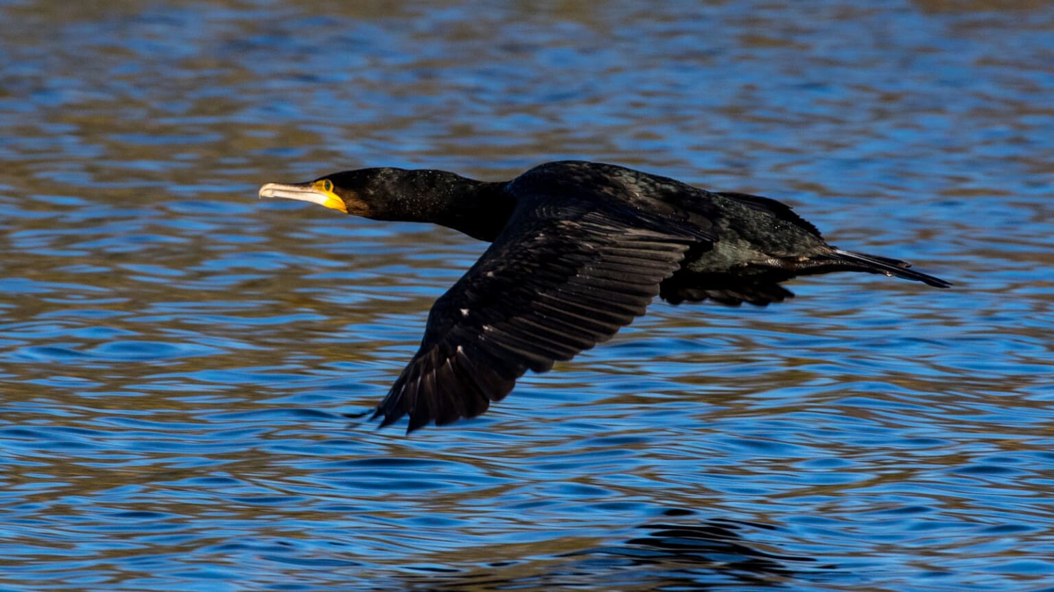 Skarv får skyddsjagas i Västernorrland - Jakt & Jägare