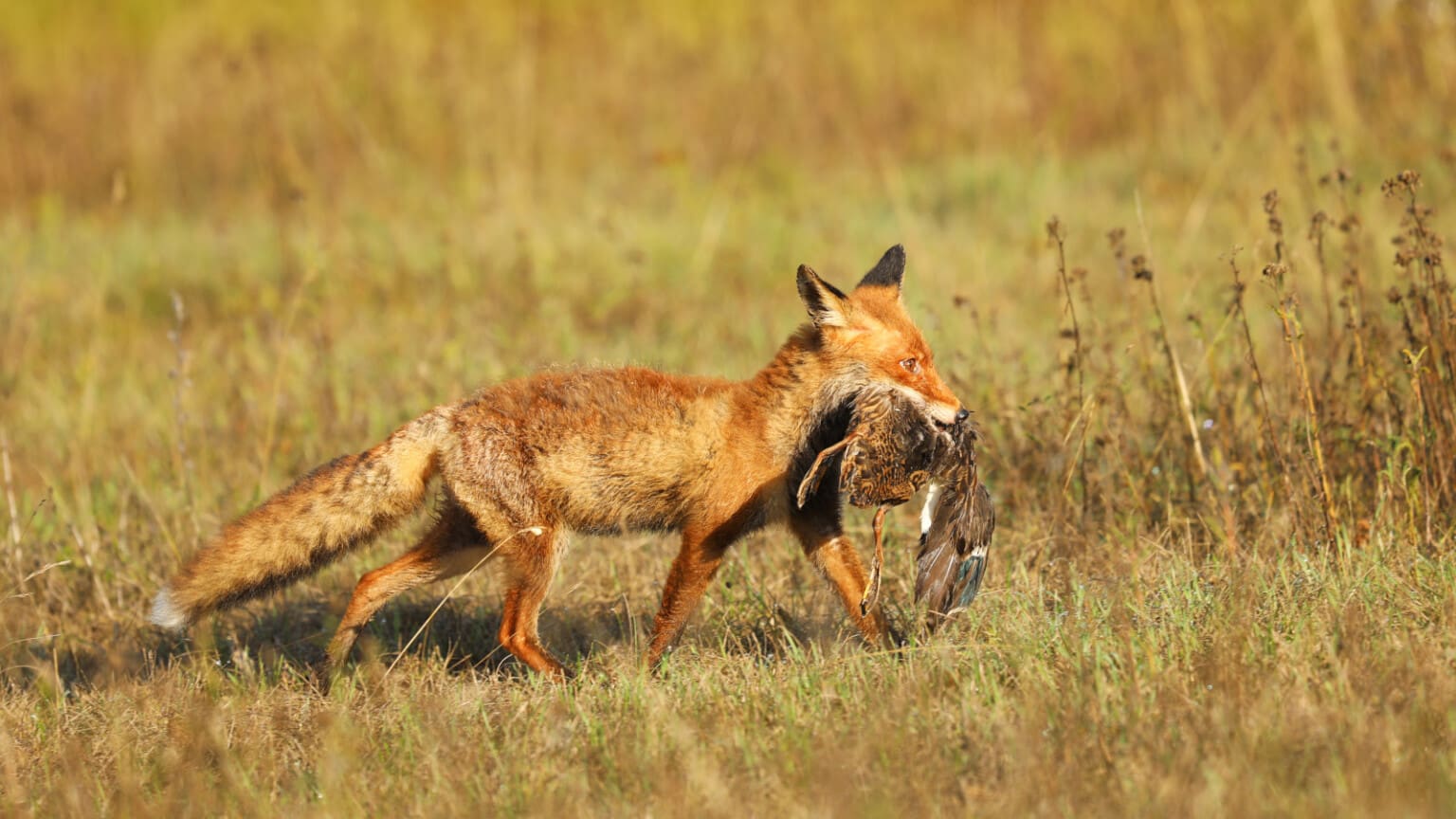 Flera rävar i Sverige smittade med fågelinfluensa - Jakt & Jägare