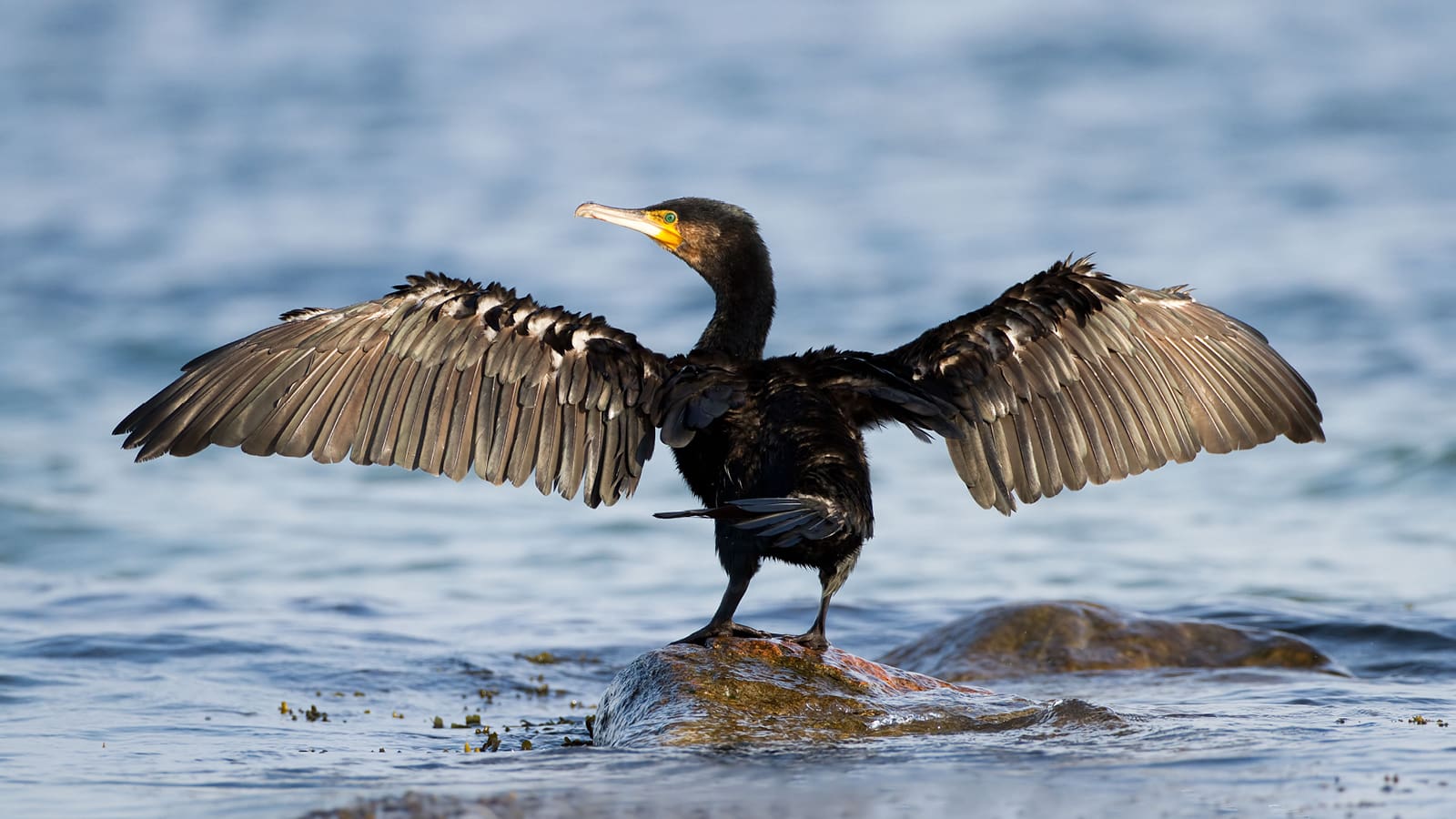 Den problematiska mästerfiskaren - Jakt & Jägare
