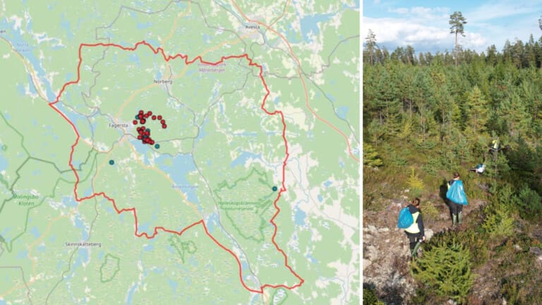 Fler smittade vildsvin funna i Fagersta - Jakt & Jägare