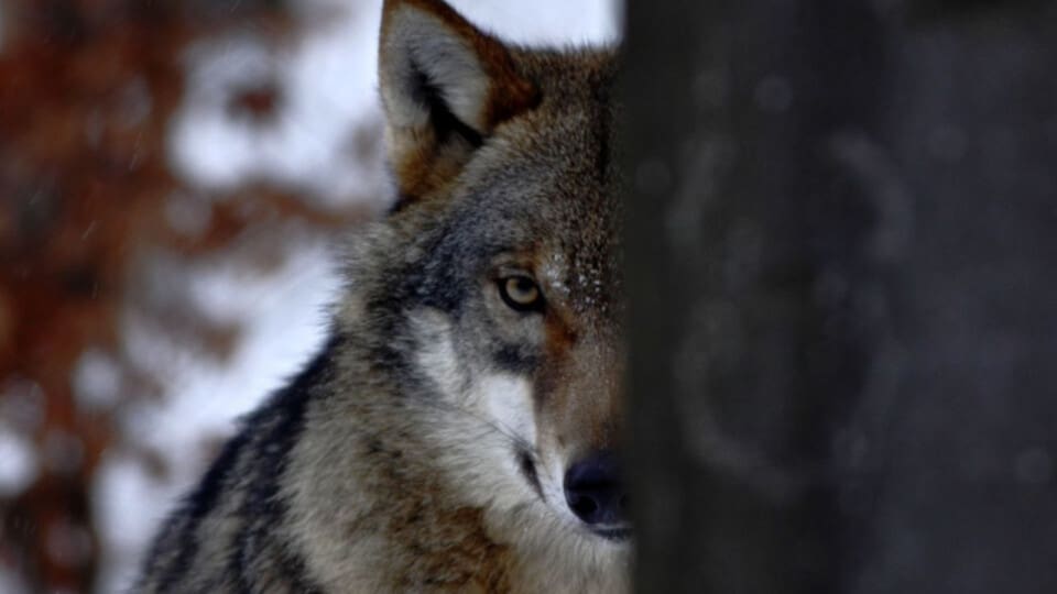 Varg dödade hund i Orsa kommun - Jakt & Jägare