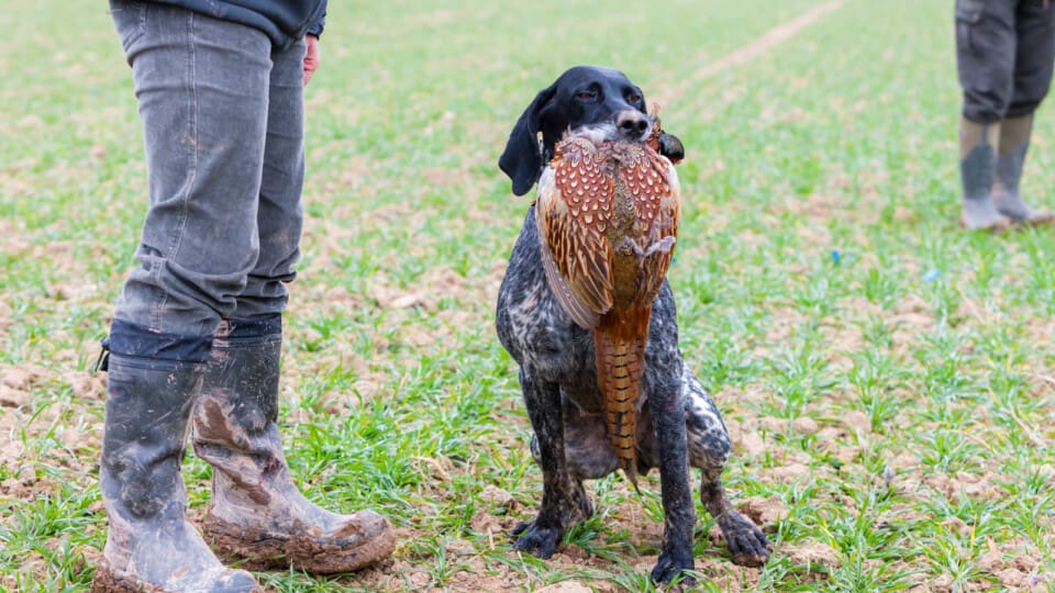 Dansk fasanjakt slutade med att svensk träffades i ansiktet - Jakt & Jägare