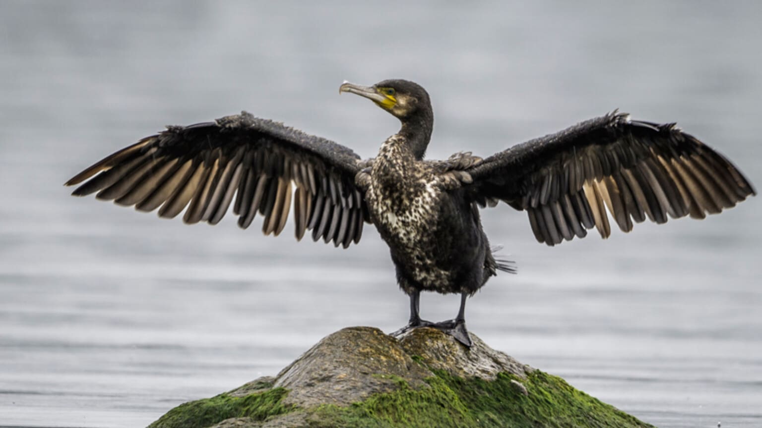 Två skarvar får skjutas för att rädda rödingen - Jakt & Jägare