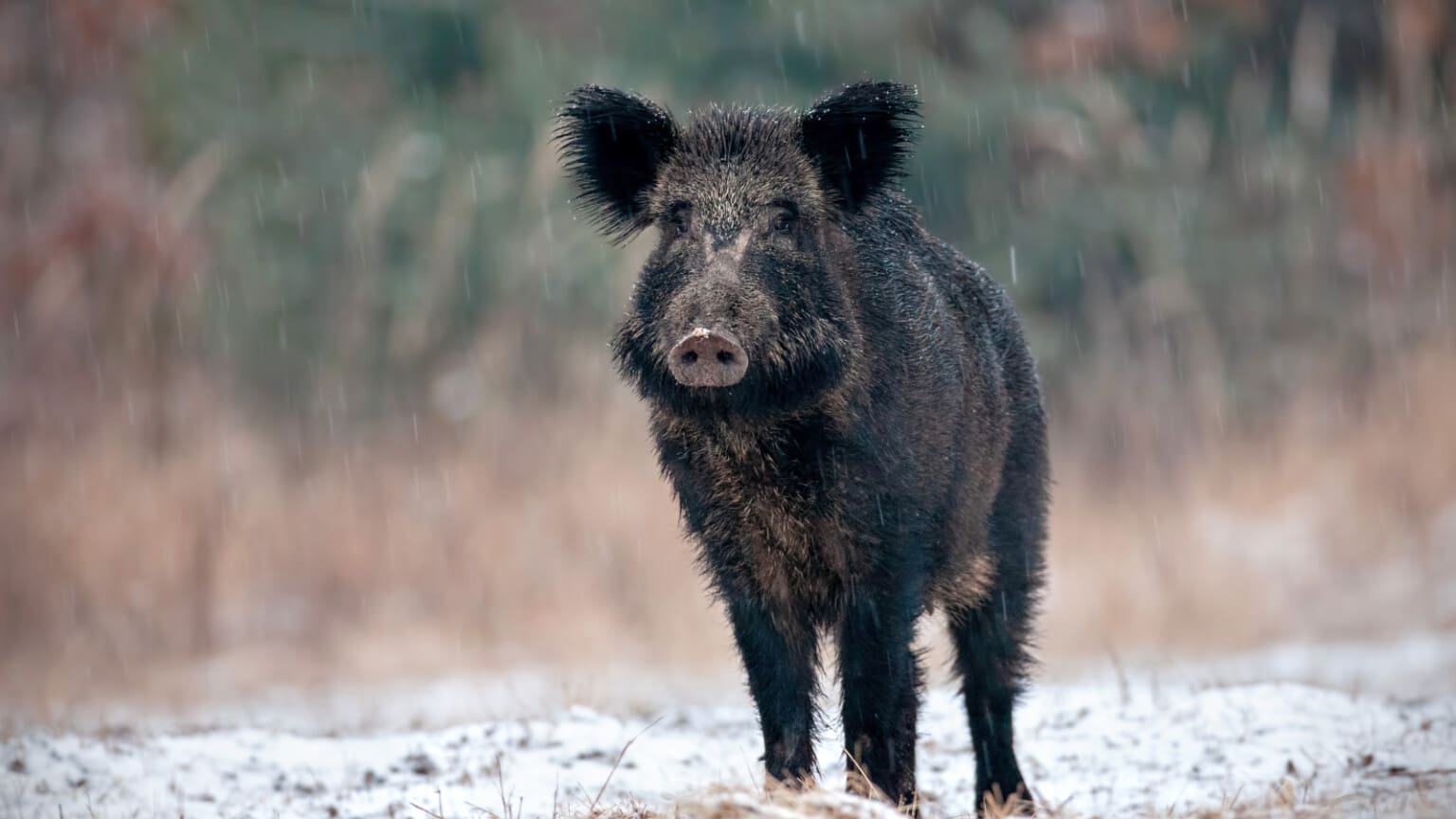 Svinpesten – utökad provtagning - Jakt & Jägare