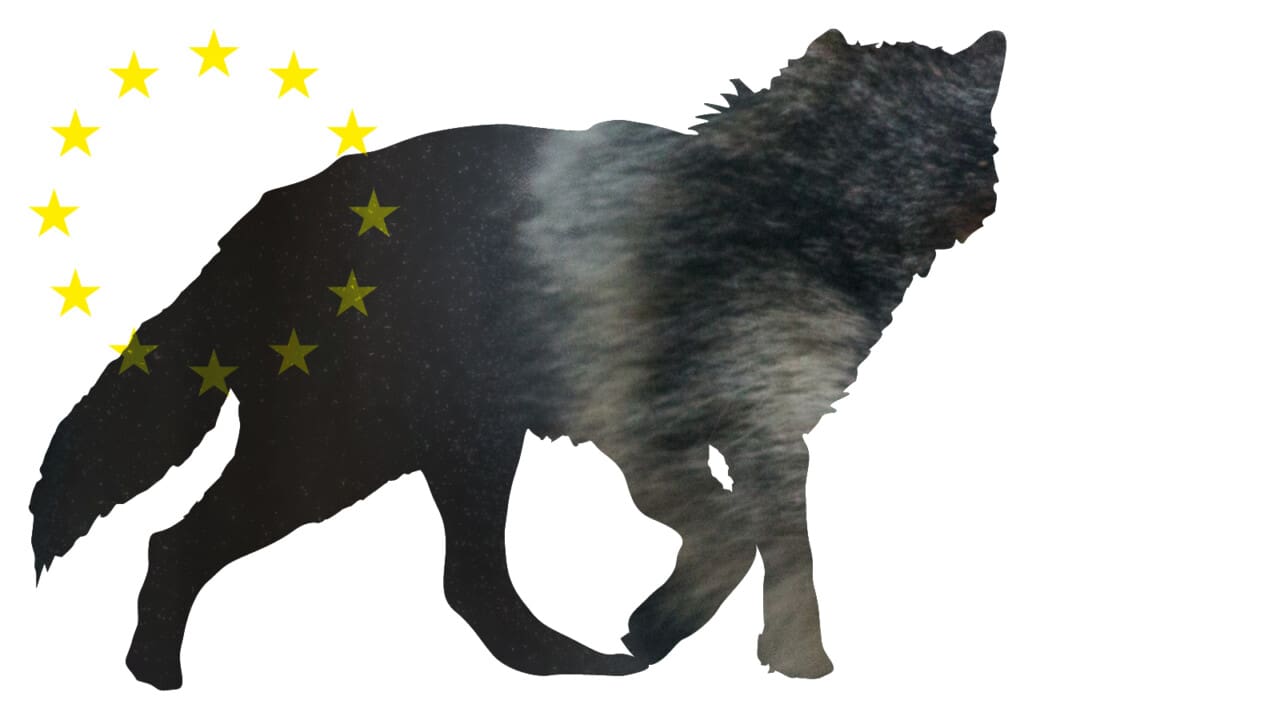 Myndighetschef: ”Att jaga varg är ett måste” - Jakt & Jägare