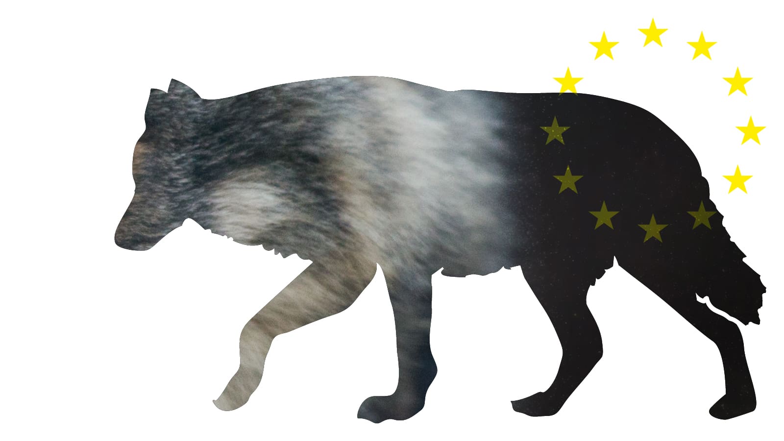 EU ändrar kurs i vargförvaltningen - Jakt & Jägare