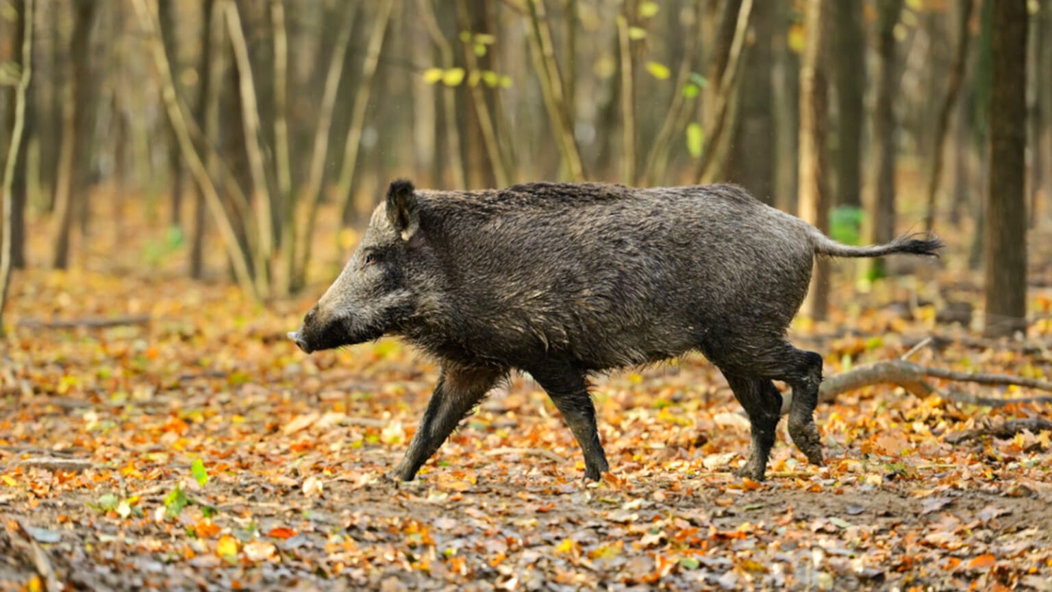 Nya fall av svinpest – förväntat enligt SVA - Jakt & Jägare