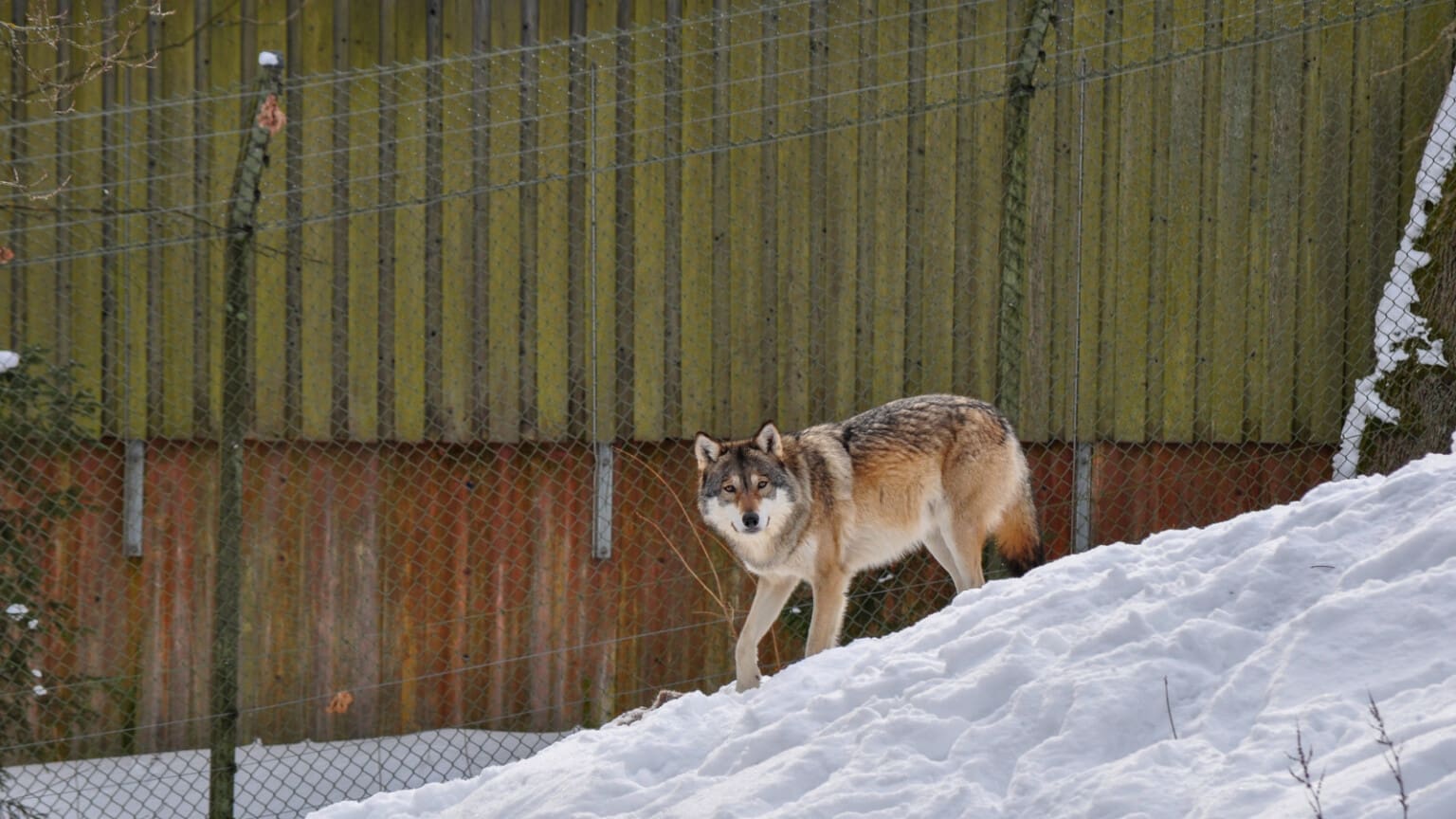 Varg härjar i tysk djurpark - Jakt & Jägare