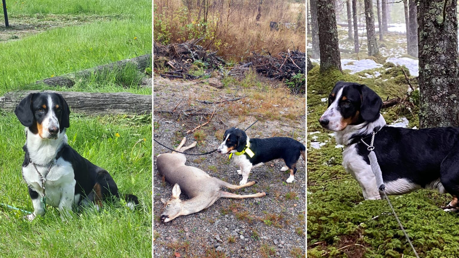 Drever dödligt skadad av kamphund under jakt - Jakt & Jägare