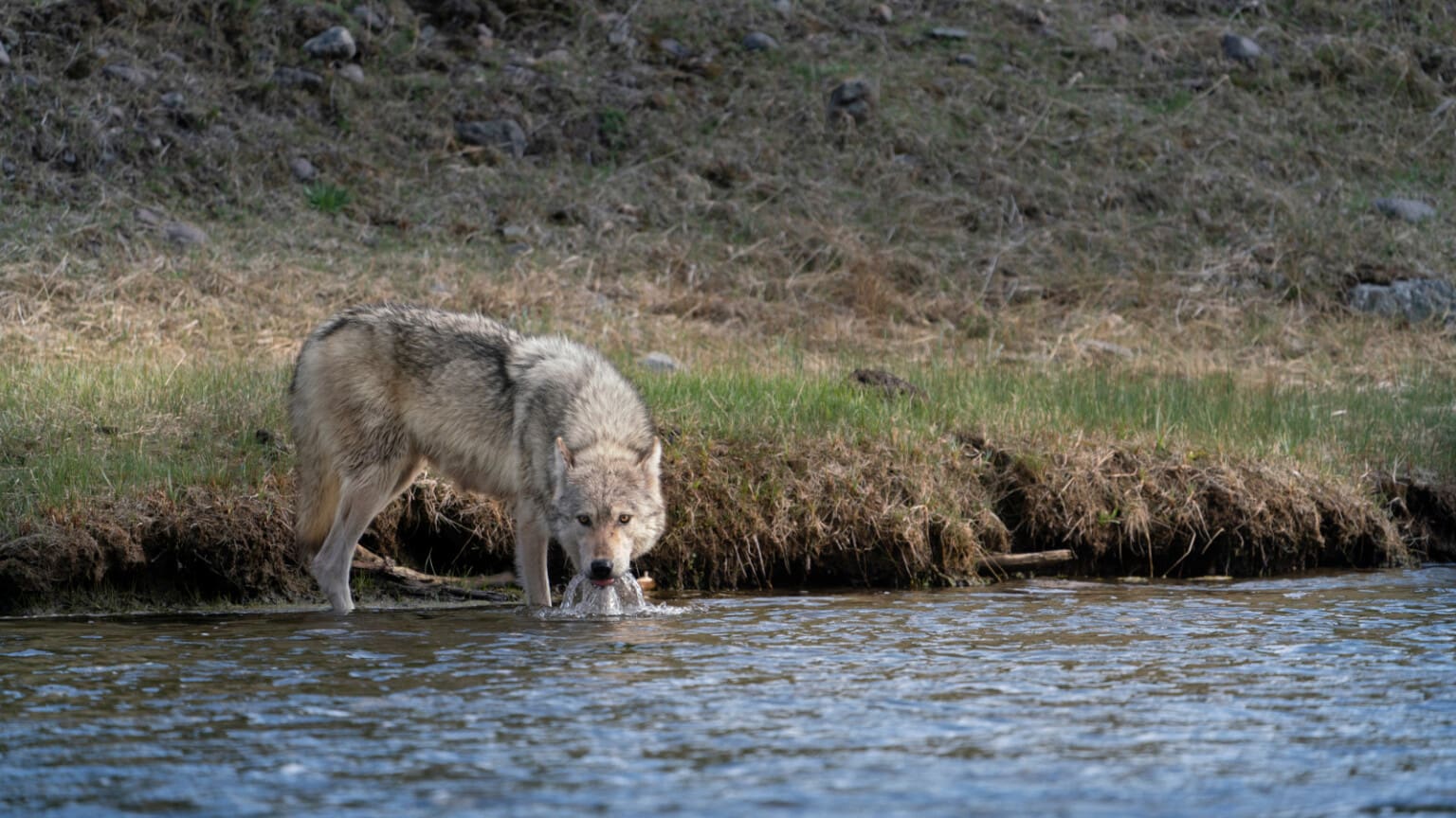 Vargar ska flyttas mellan amerikanska delstater - Jakt & Jägare