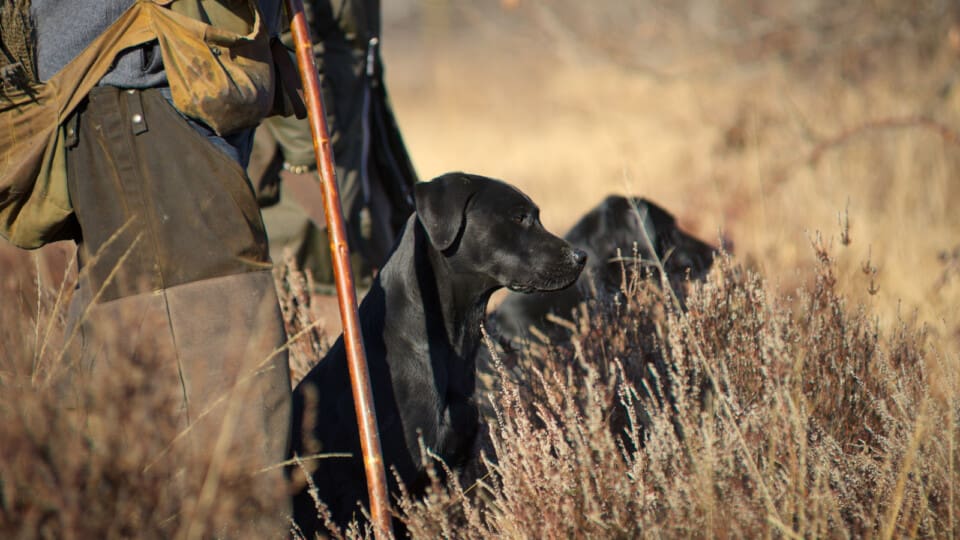 Färre nyregistrerade hundar än på 30 år - Jakt & Jägare