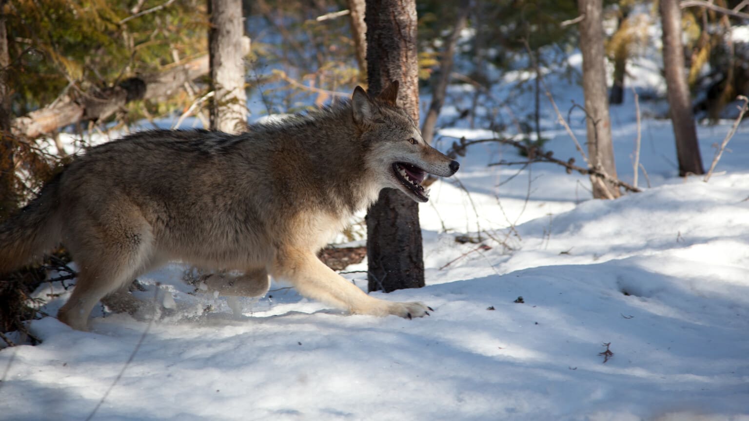 Vargjakten avslutad i Västmanland - Jakt & Jägare