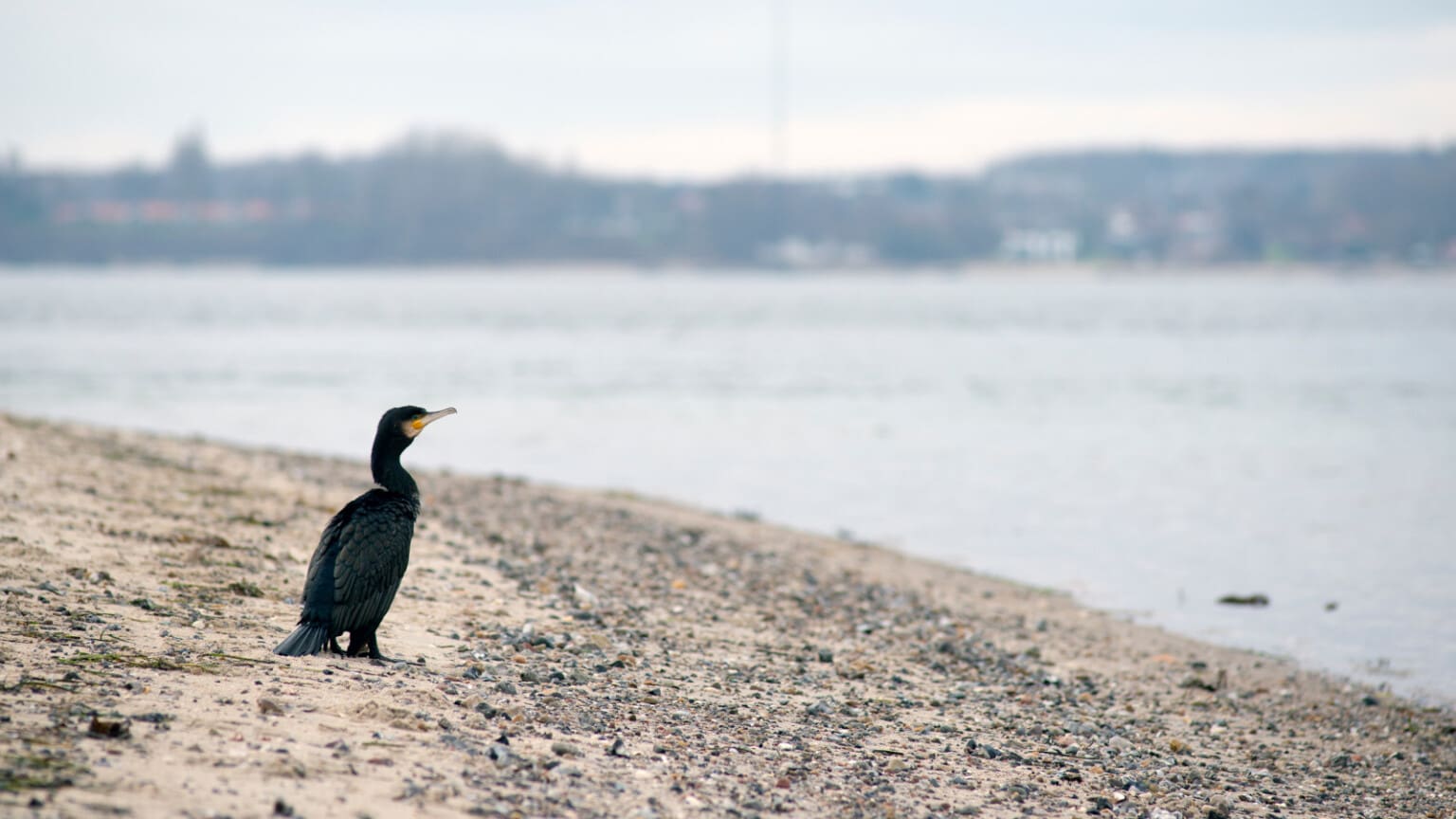 Danmark vill förbättra skarvförvaltningen - Jakt & Jägare