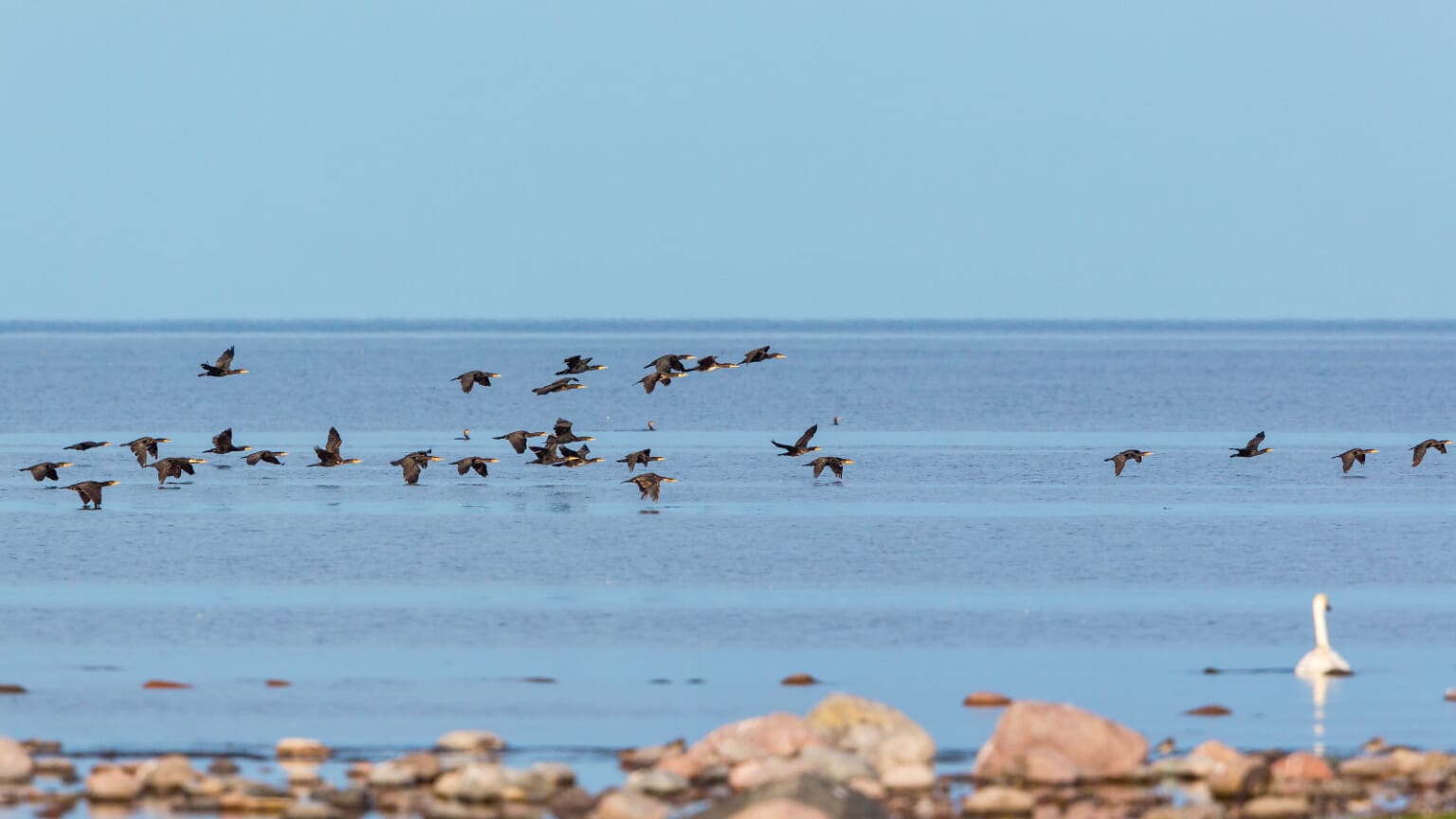 800 skarvar får jagas per år i Västernorrland - Jakt & Jägare