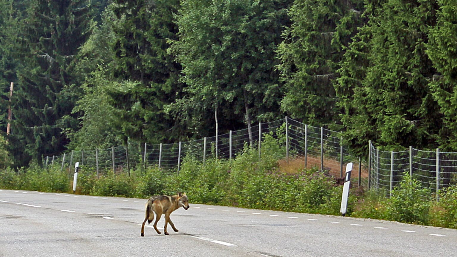 Vargkostnaden i Tyskland skenar – krav på jakt - Jakt & Jägare