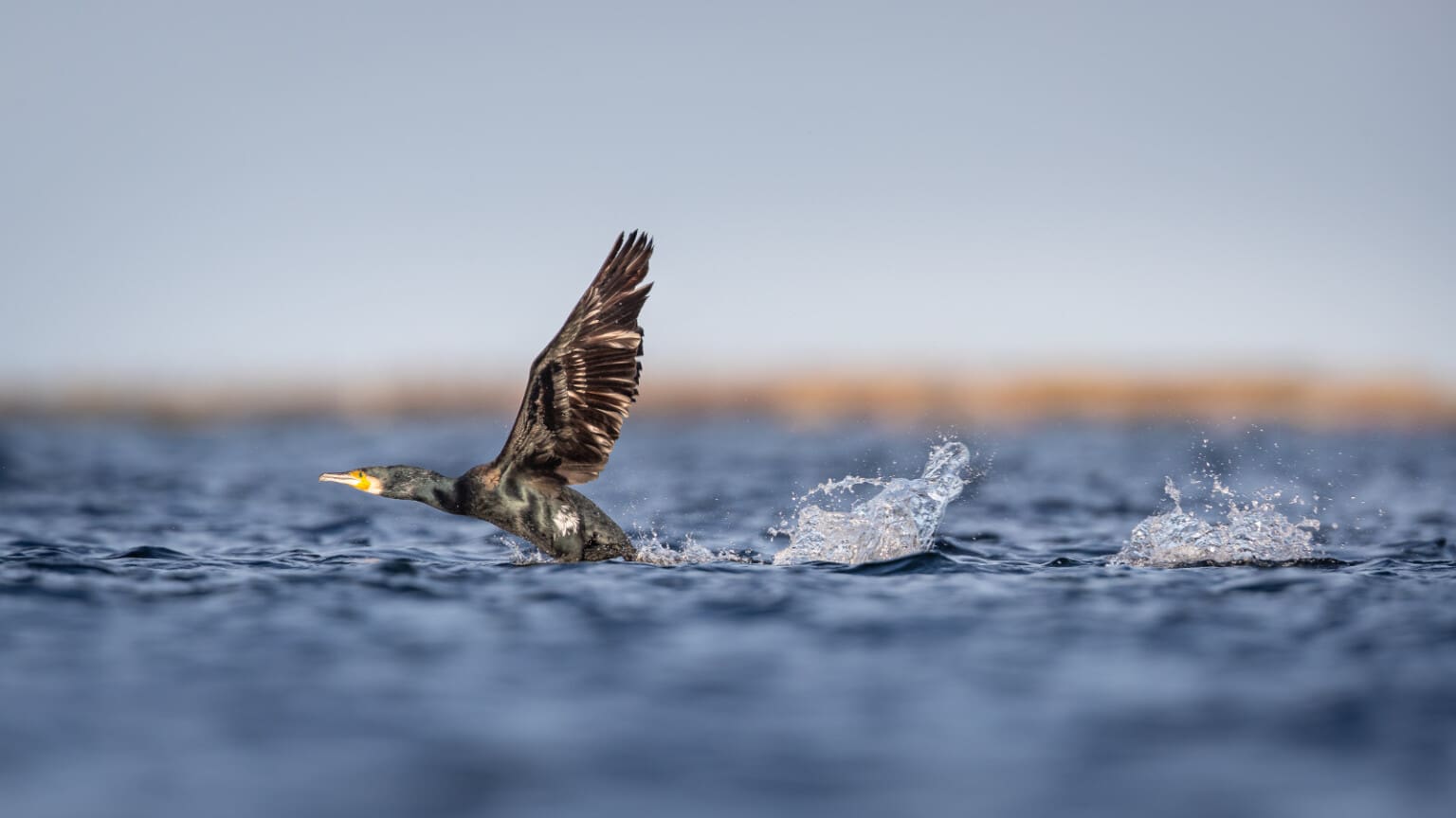 DEBATT: Onödig namnförbistring om skarven - Jakt & Jägare