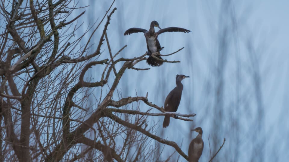 600 fiskhotande skarvar ska fällas i Nyköpingstrakten - Jakt & Jägare
