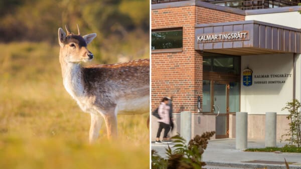 Döms för jaktbrott – såg inte hornen - Jakt & Jägare