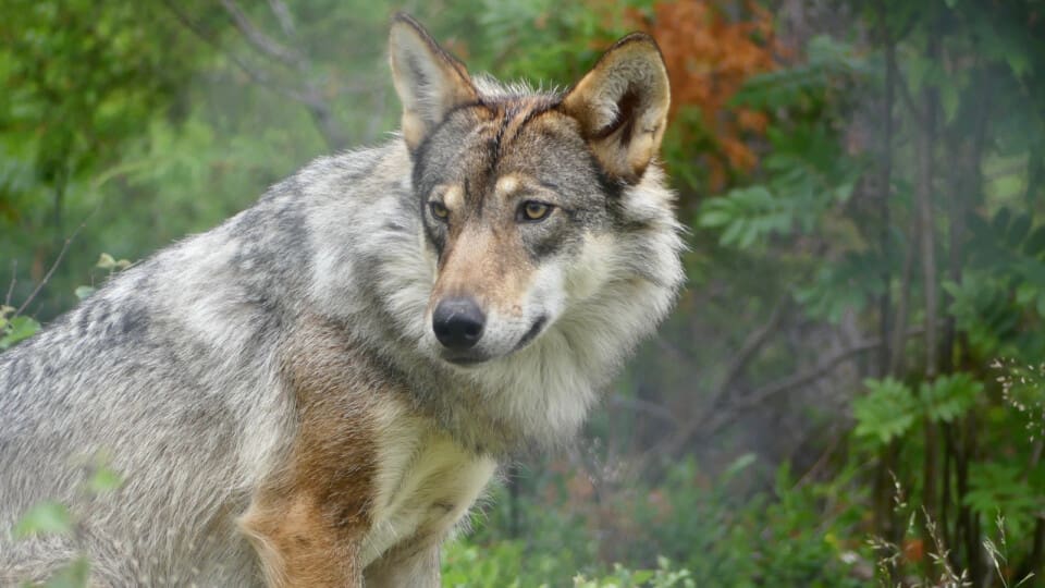 Jakthund dödad av varg - Jakt & Jägare