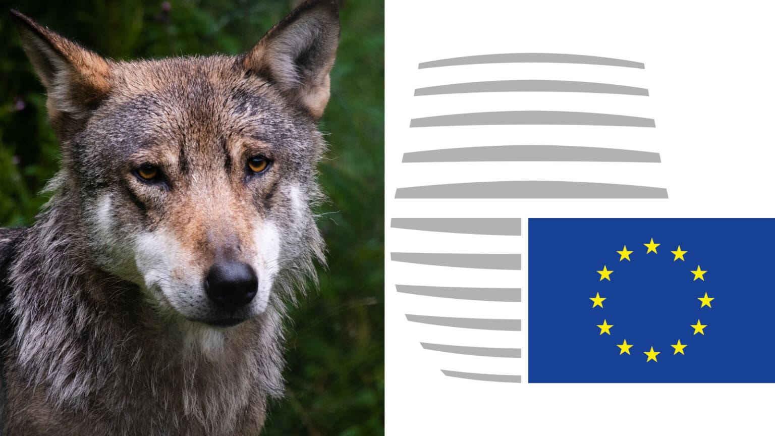 Vargens skydd nedklassat – omröstning klar - Jakt & Jägare