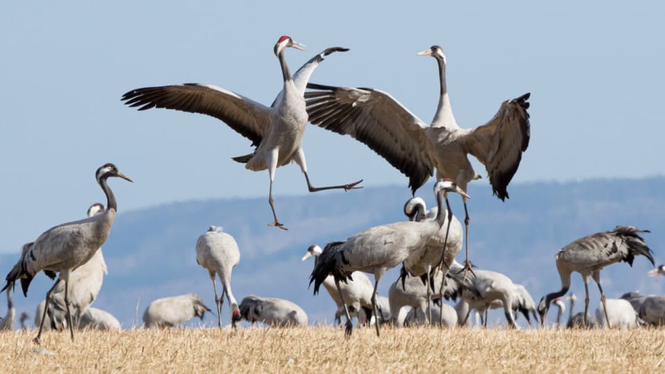 Skyddsjakt på tranor – skrämmer bort måsar - Jakt & Jägare