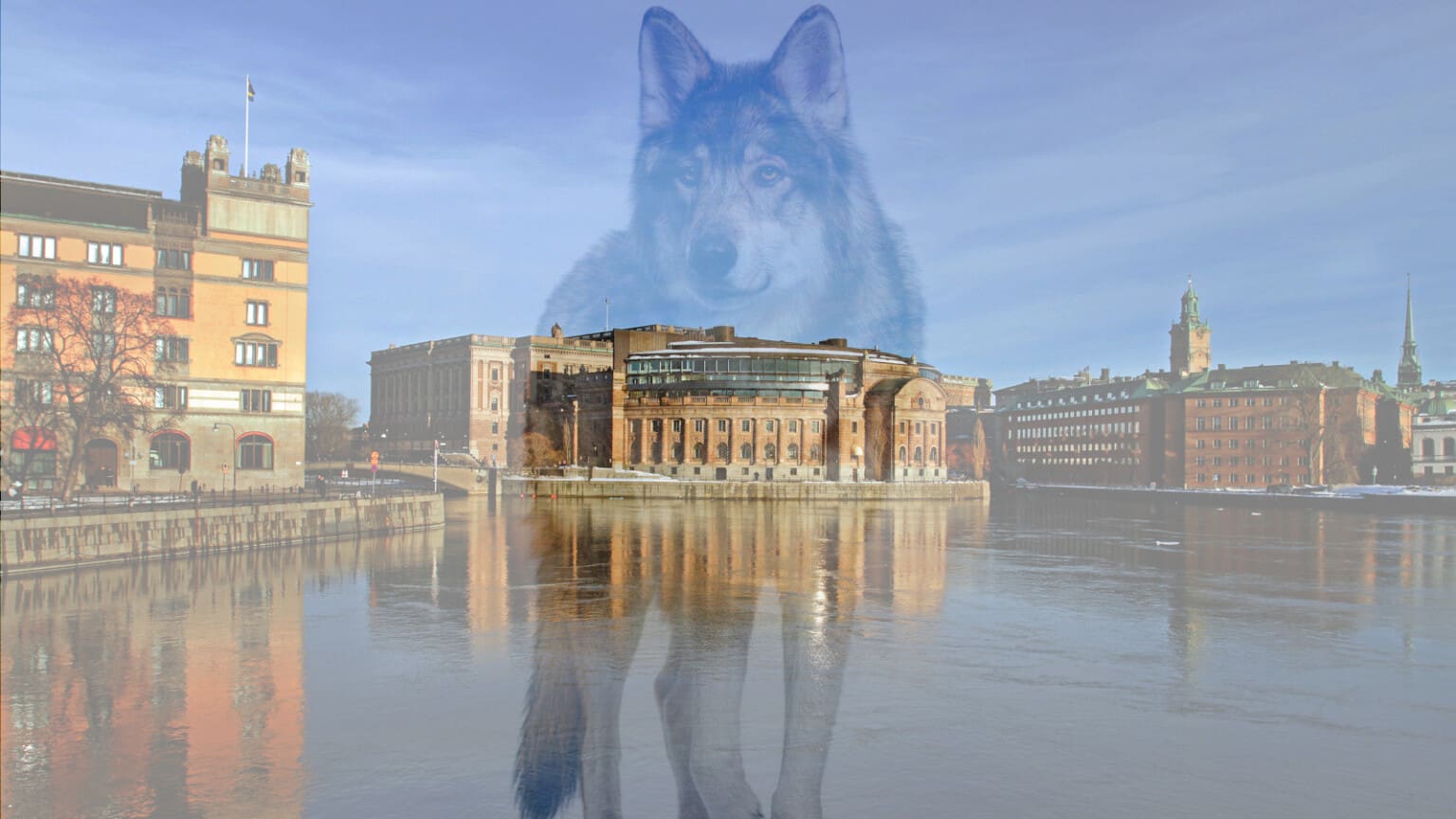 Så mycket kostar minskningen av antalet vargar i Sverige - Jakt & Jägare