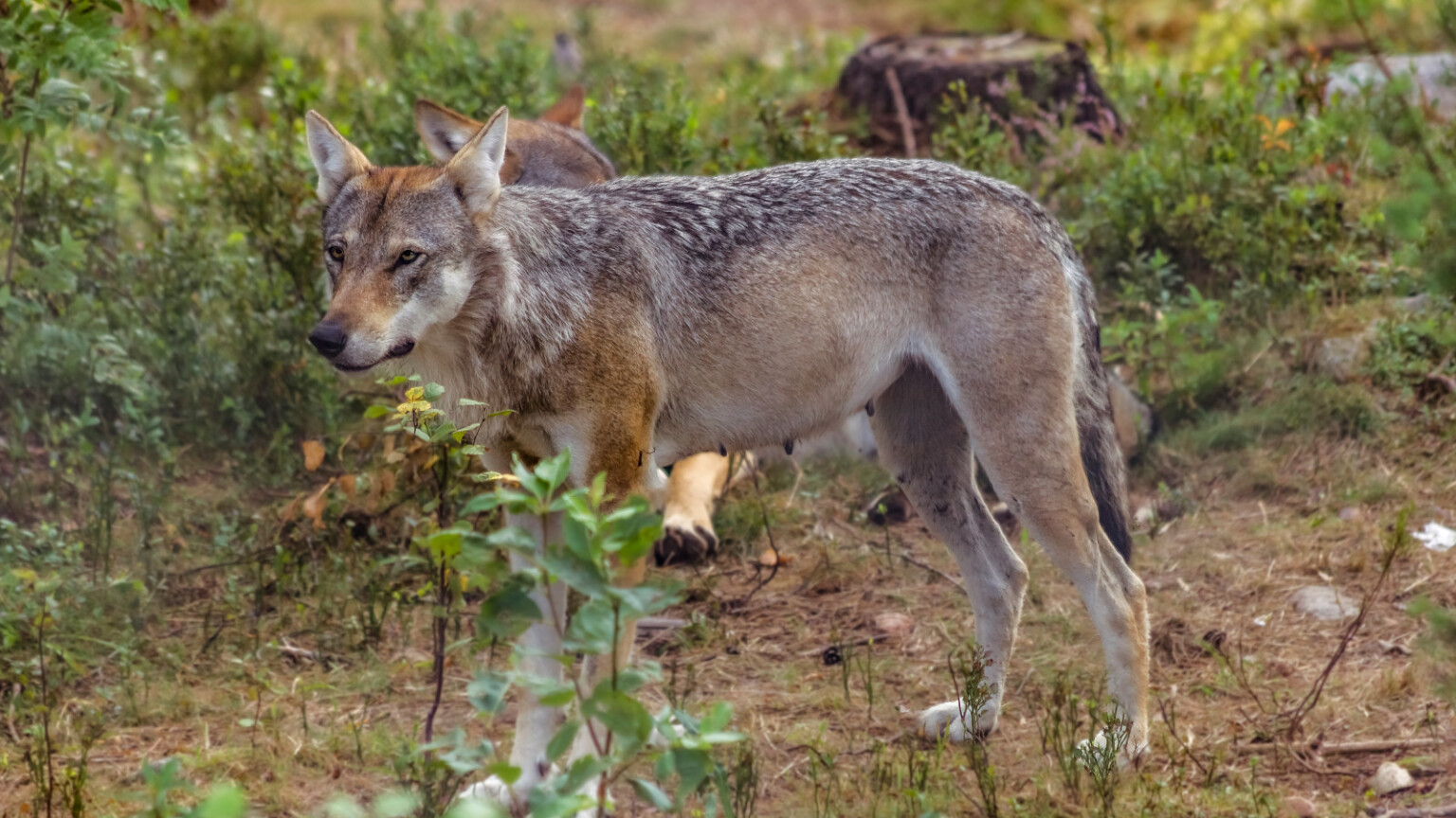 Minst ett får dödat av varg - Jakt & Jägare