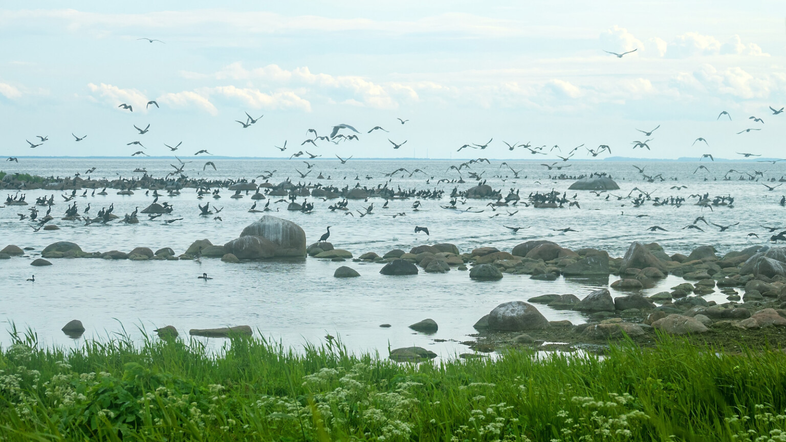 Jätteflock av skarvar oroar stugägare i Luleå skärgård - Jakt & Jägare