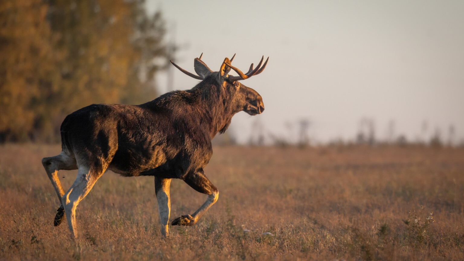 Ny och bättre remsa vid viltolyckor - Jakt & Jägare