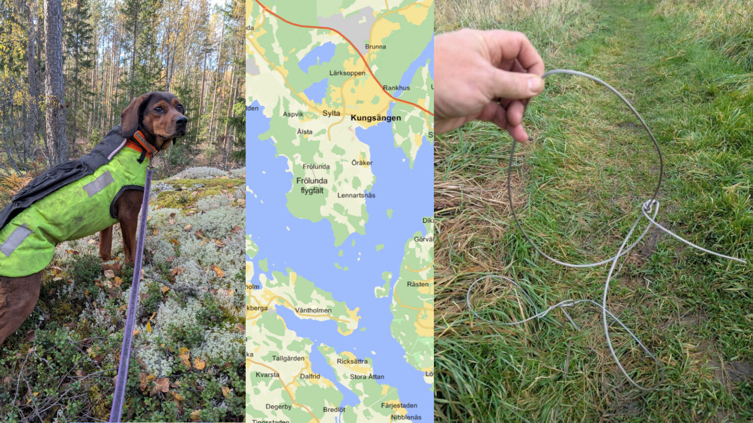 Nu går det att följa statusen för licensansökningar - Jakt & Jägare